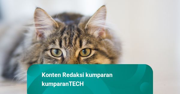 Viral di Twitter, Bisakah Kamu Temukan Kucing di Foto Ini? | kumparan.com Viral di Twitter, Bisakah Kamu Temukan Kucing di Foto Ini? | kumparan.com